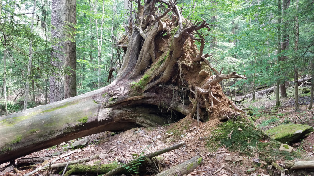 Storm destroys symbolic tree in Benin voodoo capital - Mwanzo TV